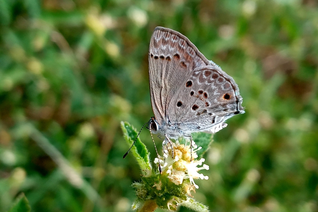 Strymon bubastus (Borboletas de Rio Claro, SP/Butterflies of Rio Claro ...