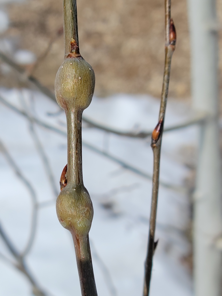 Poplar Twiggall Fly from Pointe du Bois, MB R0E 1N0, Canada on March 28 ...