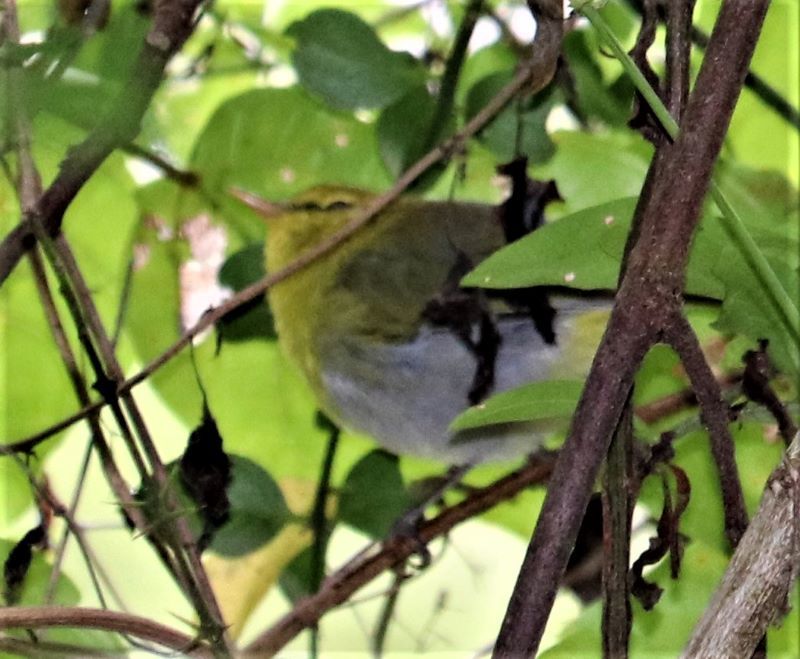 Yellow-throated Woodland-Warbler from van Stadens Pass, Western ...
