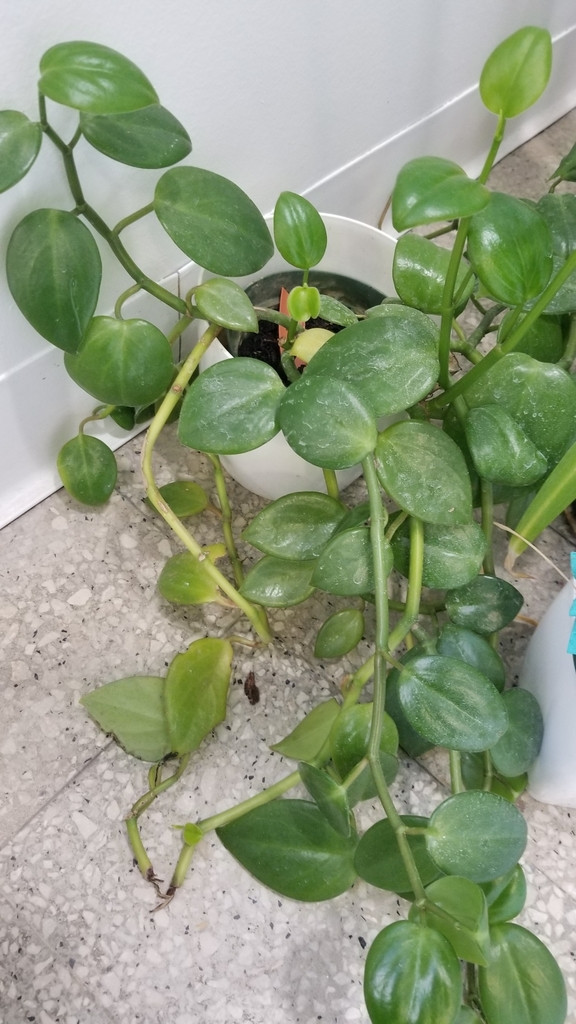 radiator plants from CWRR+C74, San Juan, 00912, Puerto Rico on March 28 ...