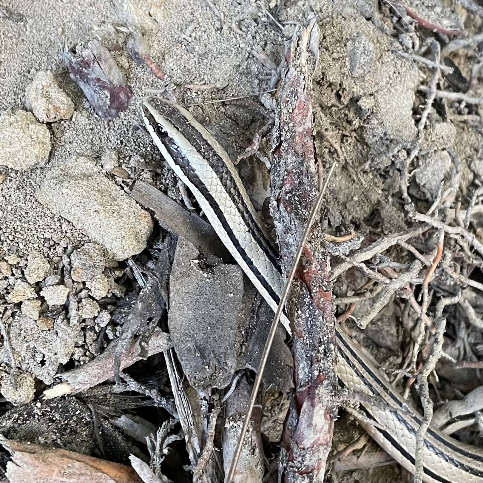 Conophis vittatus Peters, 1860