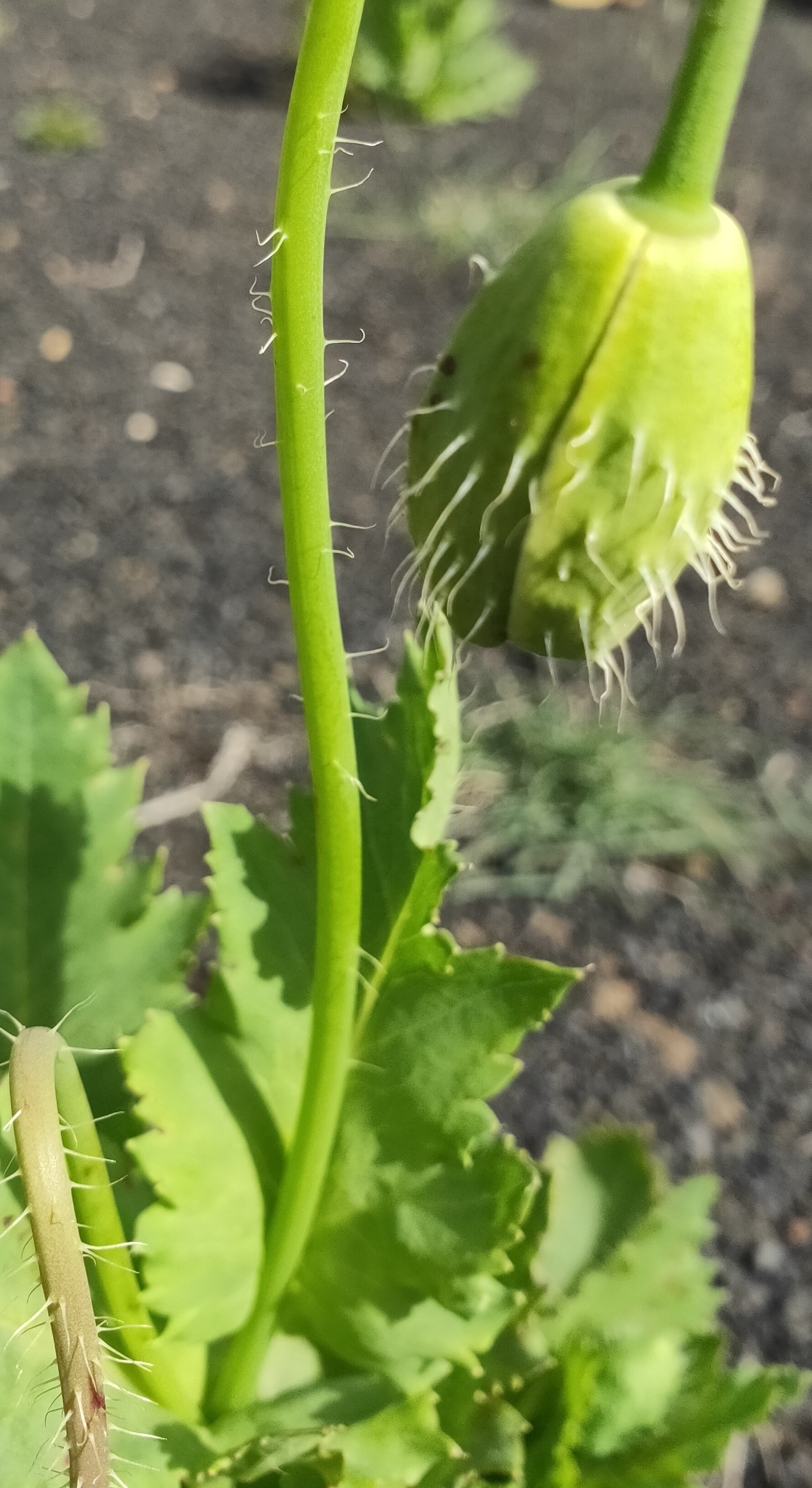 Papaver setigerum DC.