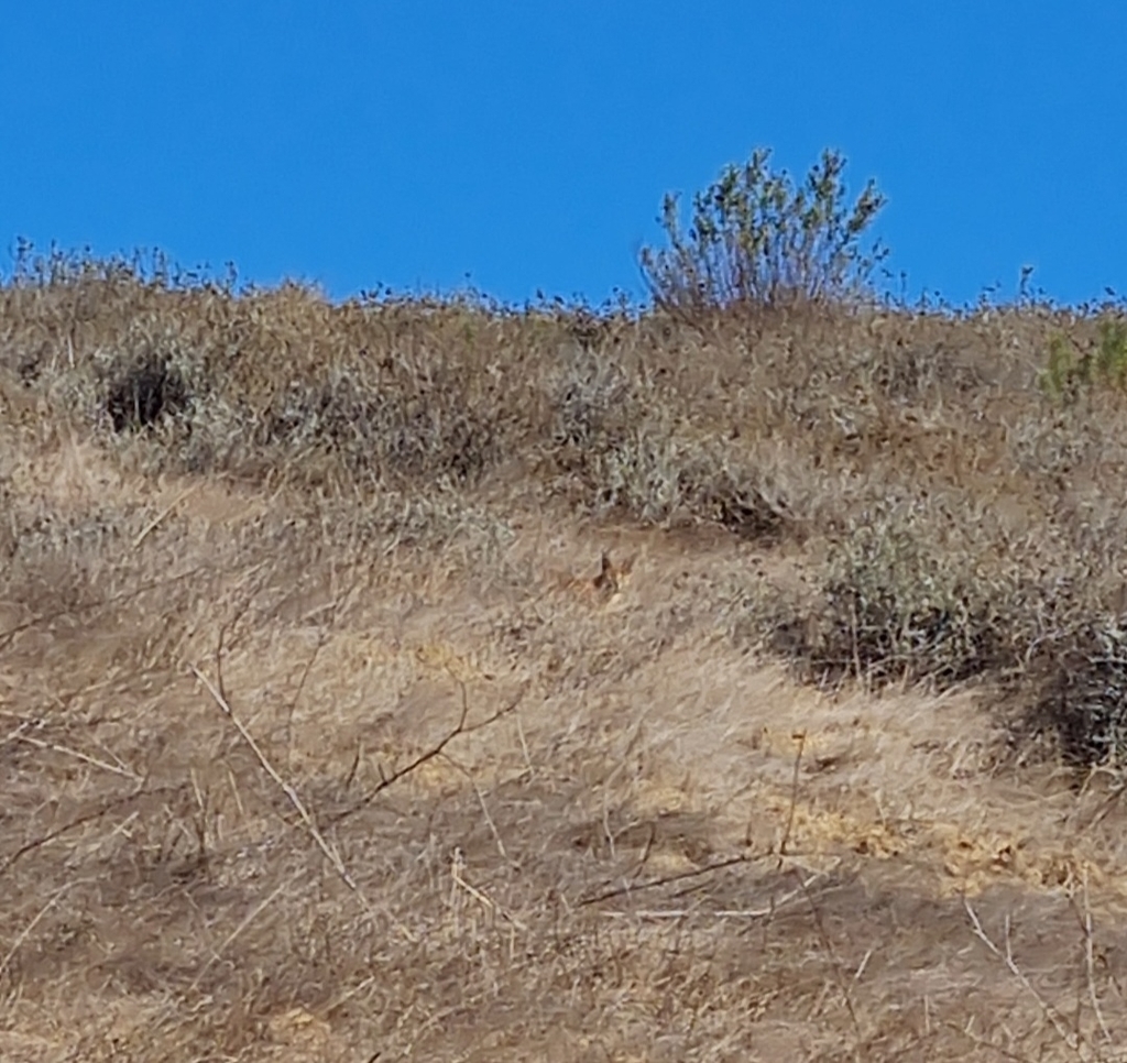Southern and Eastern African Caracal from Tygerberg Nature Reserve on ...