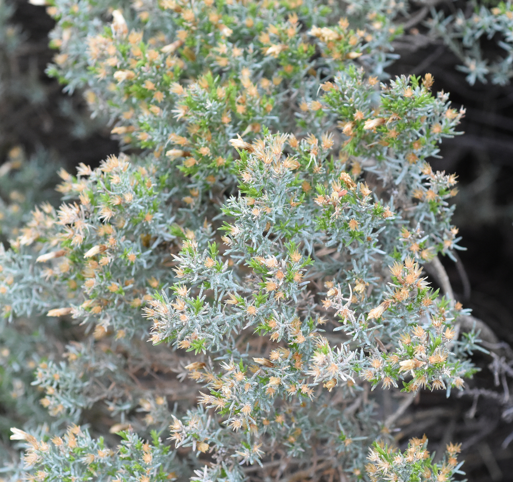 turpentine bush from Doña Ana County, NM, USA on March 22, 2022 at 09: ...