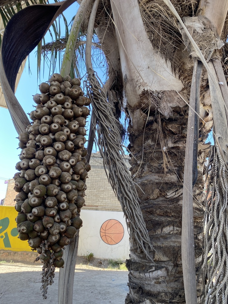 Cohune Palm in March 2022 by eduardoag · iNaturalist