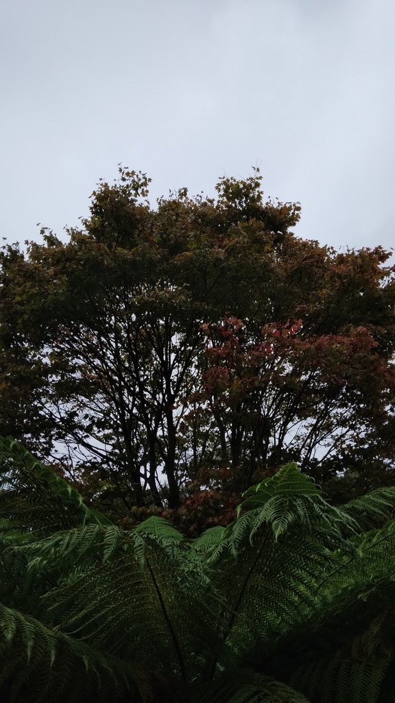 Japanese maple from Christchurch including Banks Peninsula, NZ-CA, NZ ...