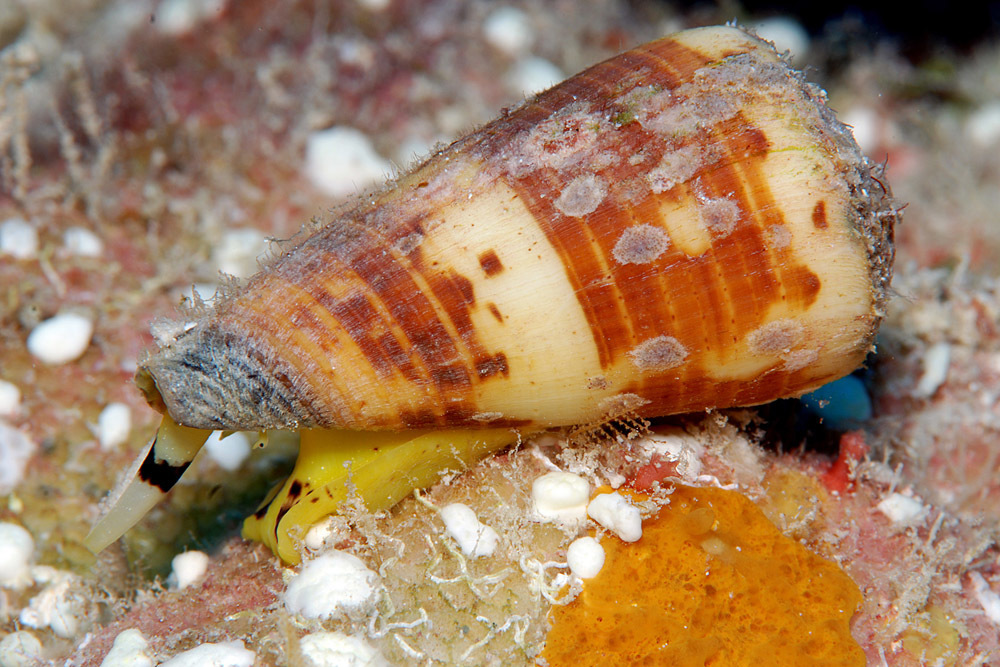 Ringed Cone from Kwajalein Atoll, RMI on June 23, 2008 by uwkwaj ...