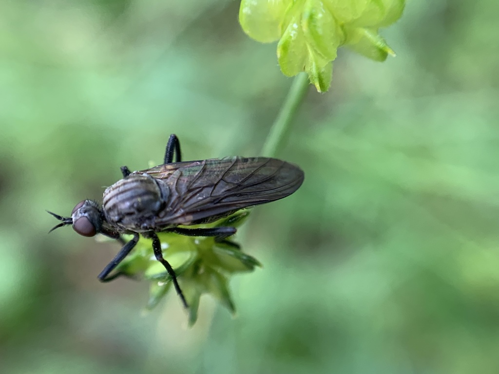 Rhamphomyia from Almaden, San Jose, CA, USA on March 28, 2022 at 10:46 ...