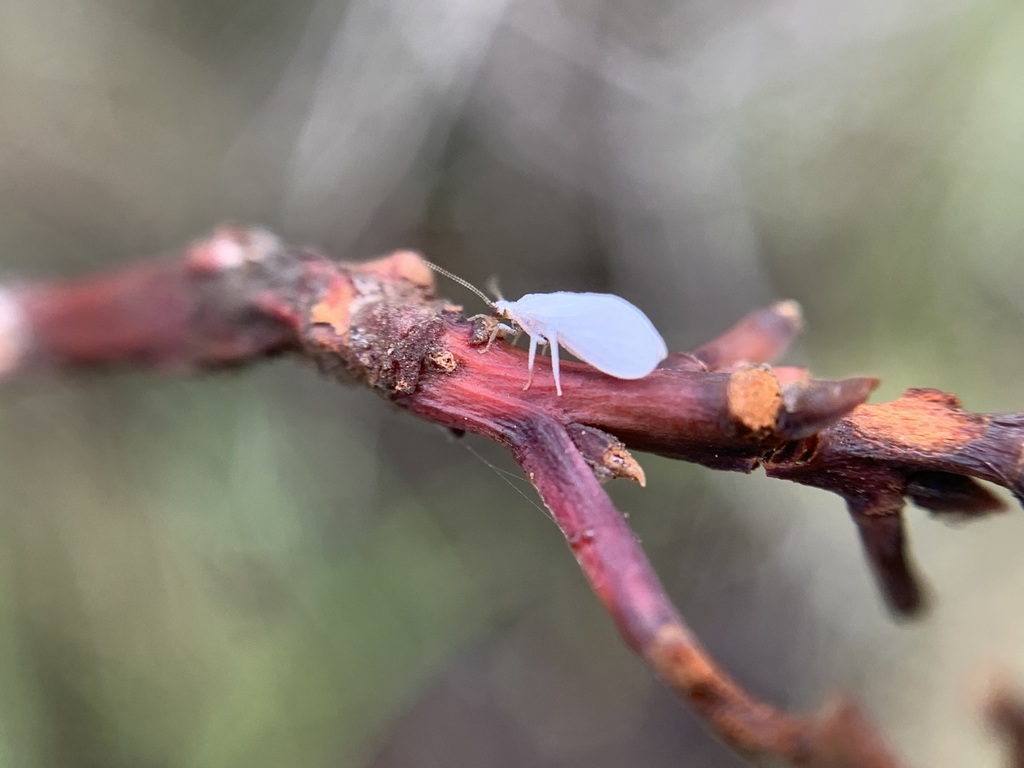 Dusty-winged Lacewings from Glen Crest, San Jose, CA 95120, USA on ...