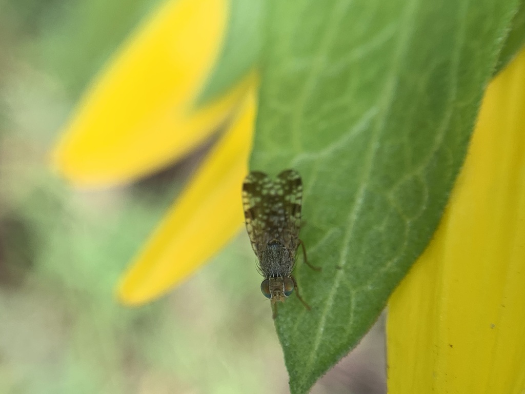 Sunflower Seed Maggot from Almaden, San Jose, CA, USA on March 28, 2022 ...