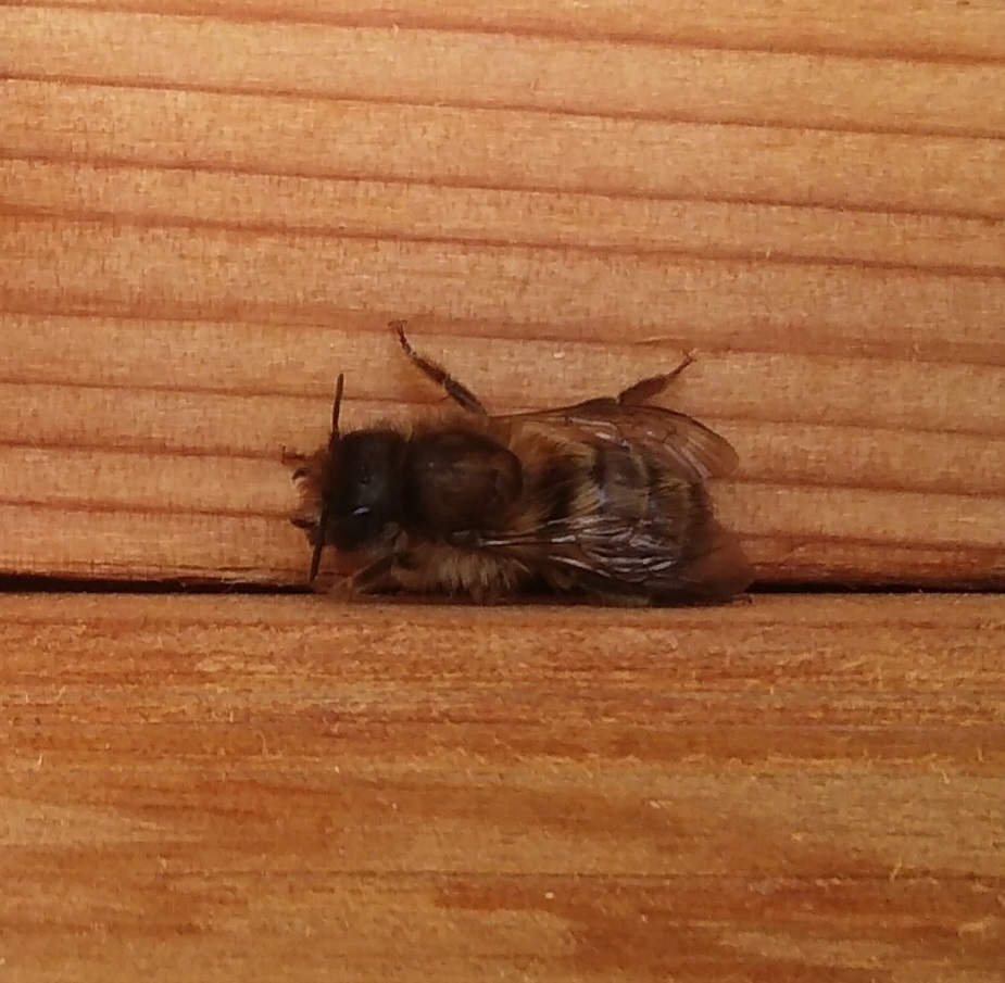 Horn-faced Mason Bee from Rockford, IL, USA on April 16, 2021 at 11:27 ...