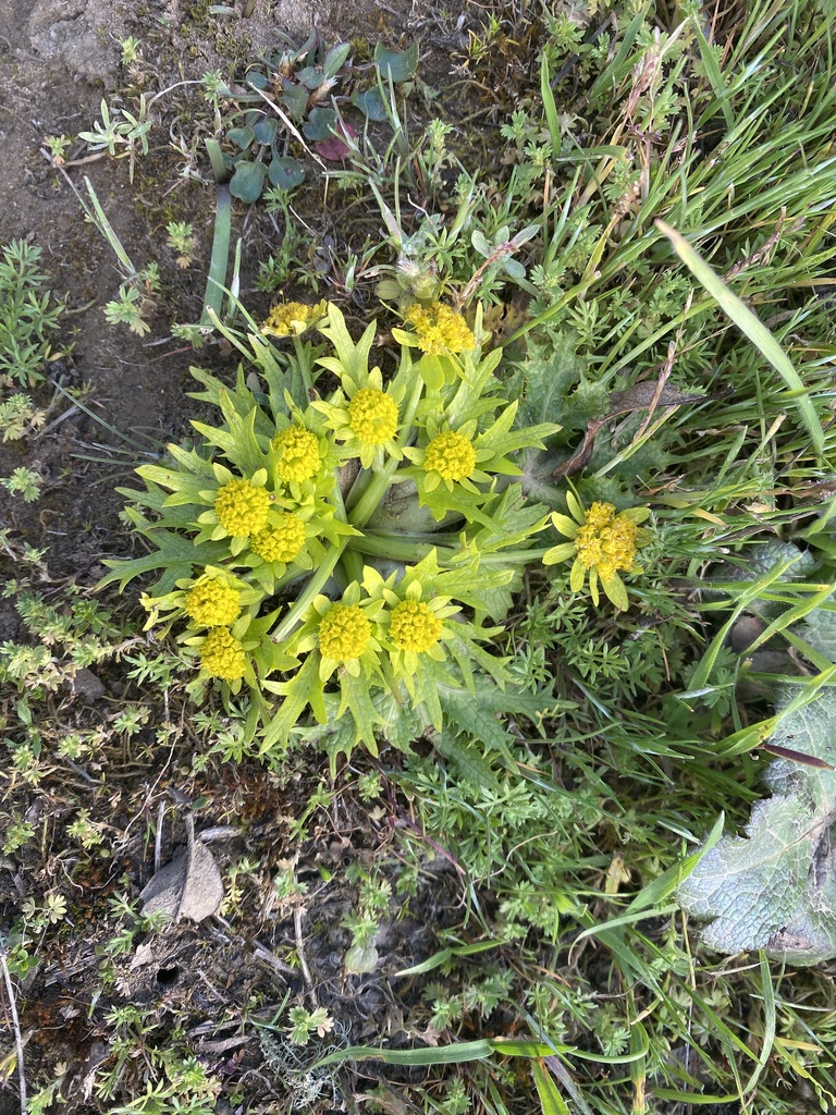 Footsteps of spring from San Bruno Mountain State Park, Brisbane, CA ...