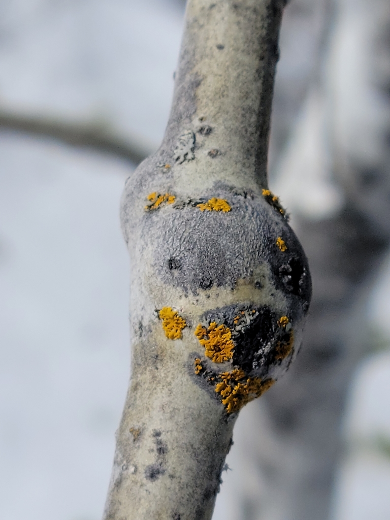 Poplar Twiggall Fly from Pointe du Bois, MB R0E 1N0, Canada on March 28 ...