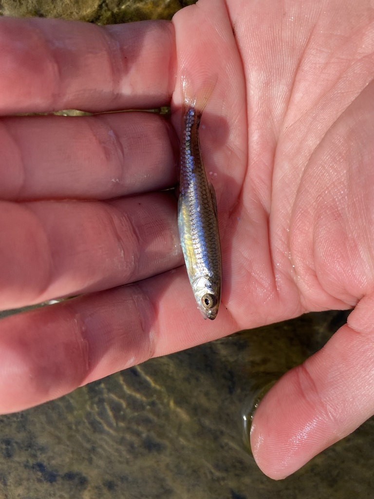 Coastal Shiner from Lake Waccamaw State Park, Lake Waccamaw, NC, US on ...
