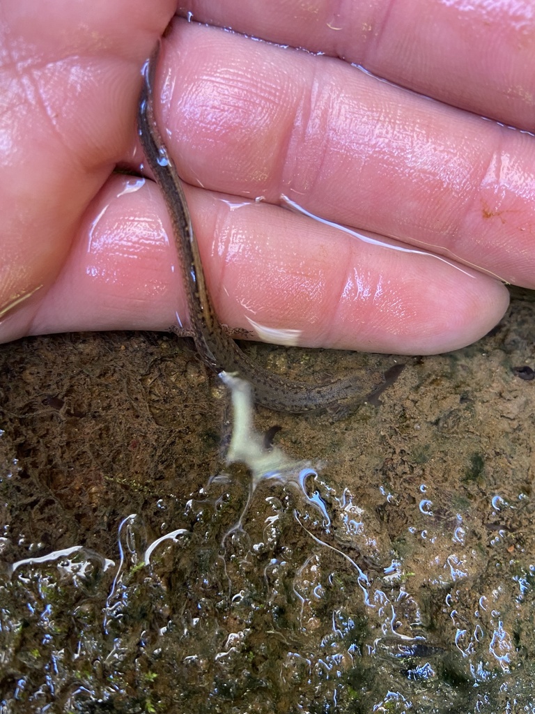 Oklahoma Salamander from Goshen, AR, US on March 28, 2022 at 01:34 PM ...