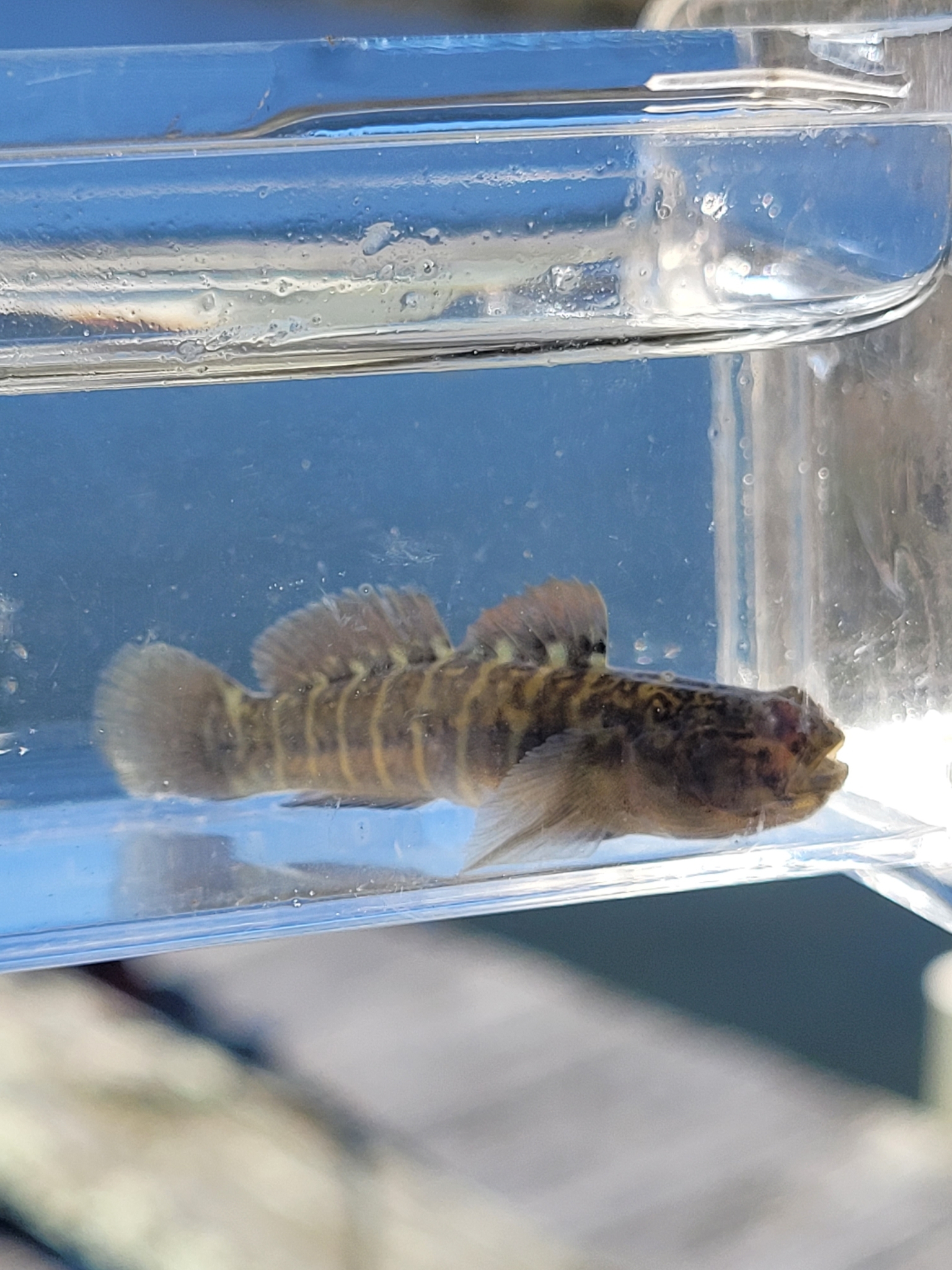 Gobiosoma bosc (Lacepède, 1800)