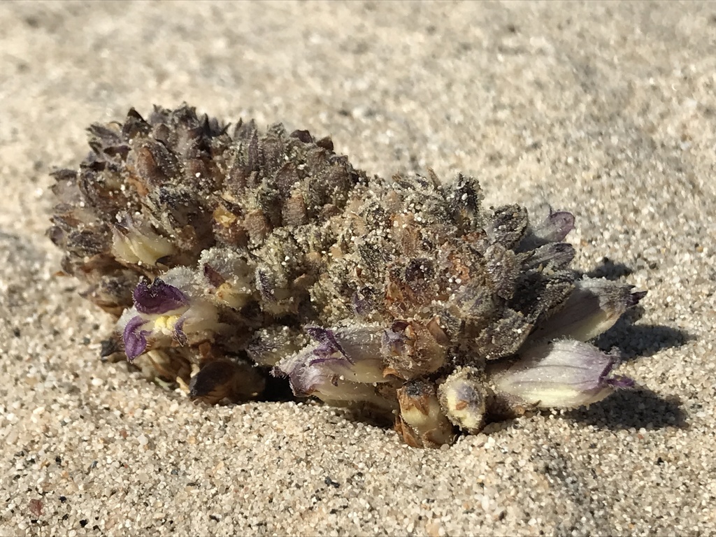desert broomrape from Anza-Borrego Desert State Park, Borrego Springs ...
