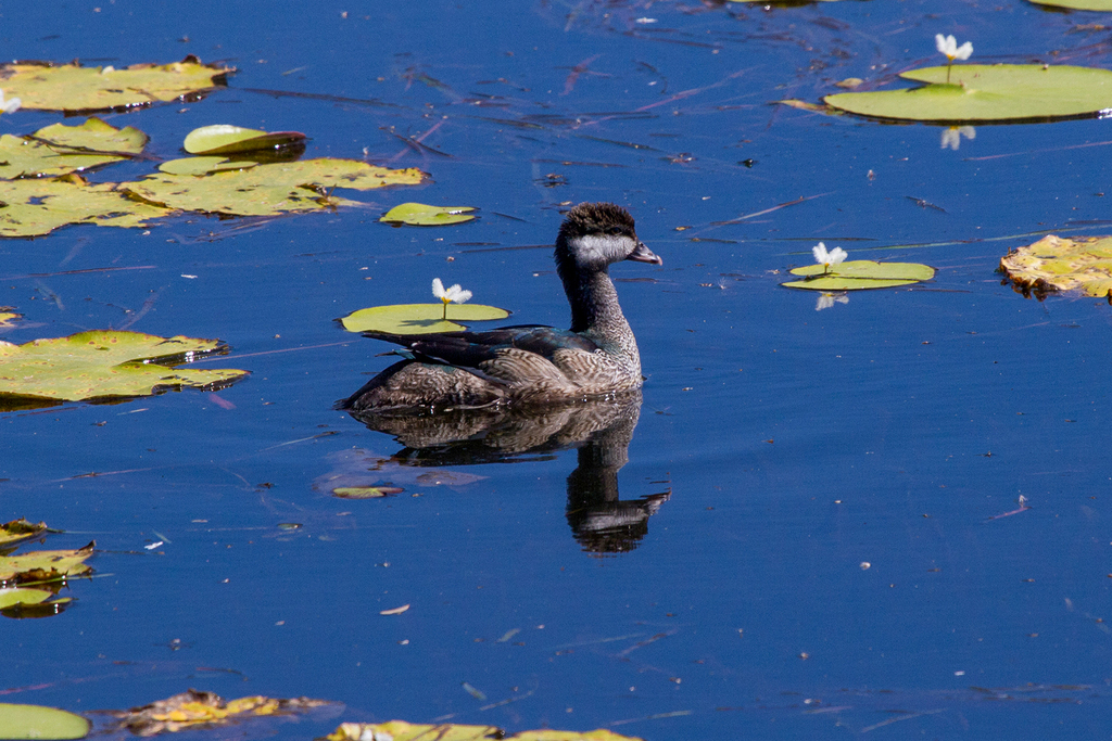 Green Pygmy-Goose from Cairns QLD, Australia on June 20, 2011 at 01:16 ...