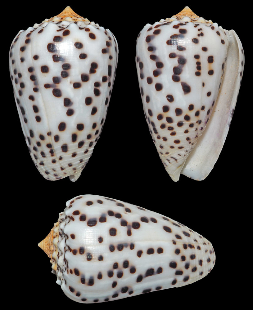 Flea-bitten Cone from Kwajalein Atoll, RMI on September 16, 1973 by ...