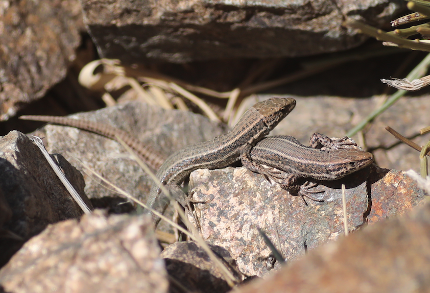 Atlas Dwarf Lizard in March 2022 by Zsombor Károlyi · iNaturalist