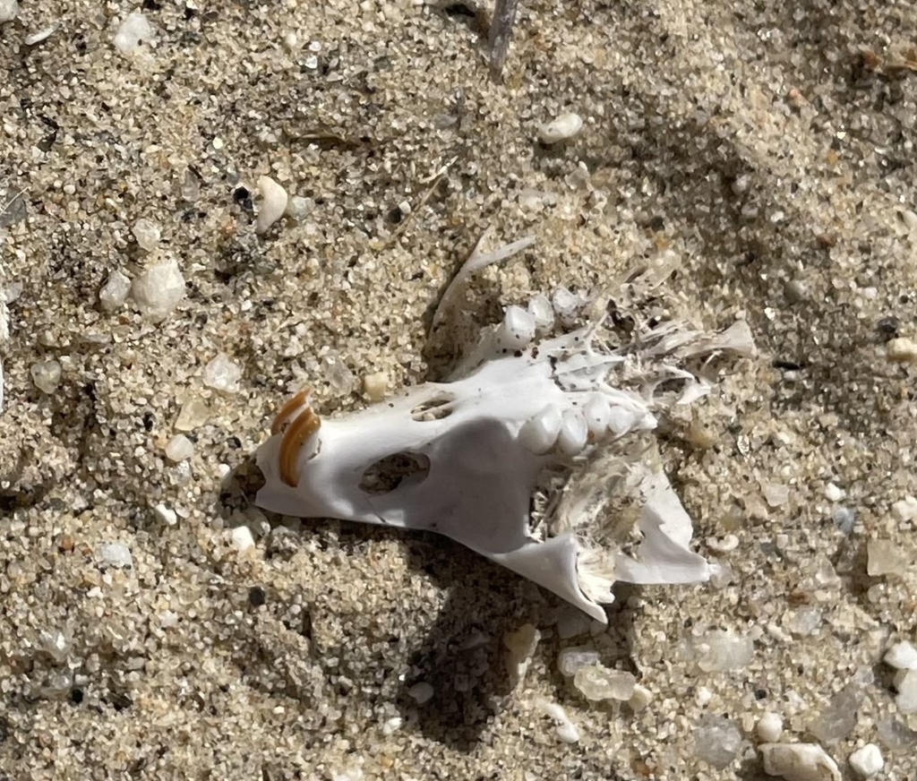 Kangaroo Rats from Borrego Springs, CA, US on March 28, 2022 at 10:40 ...