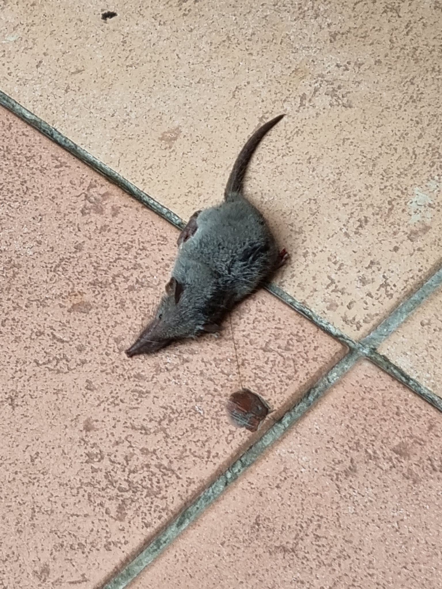 Suncus murinus (Linnaeus, 1766)