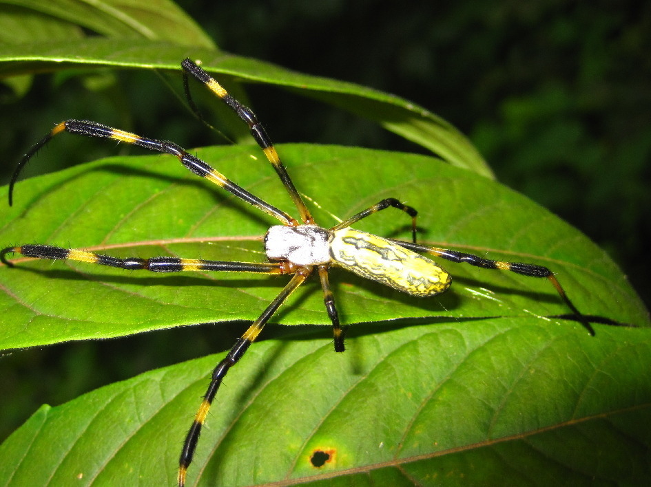 Joro Spider from 부엉공원 on August 31, 2013 by onidiras-iNaturalist ...