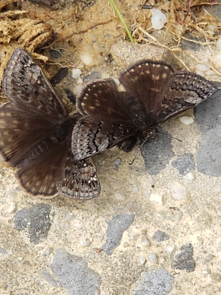 Sleepy Duskywing from Mentone, AL 35984, USA on March 28, 2022 at 02:11 ...