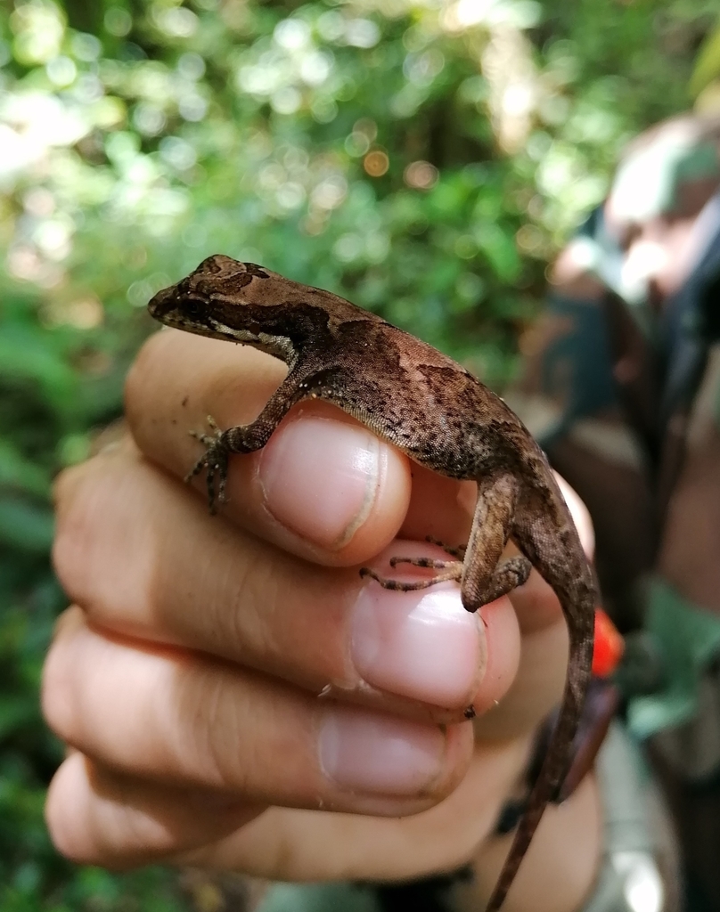 Swift Anole from Puntarenas Province, Monteverde, Costa Rica on March ...
