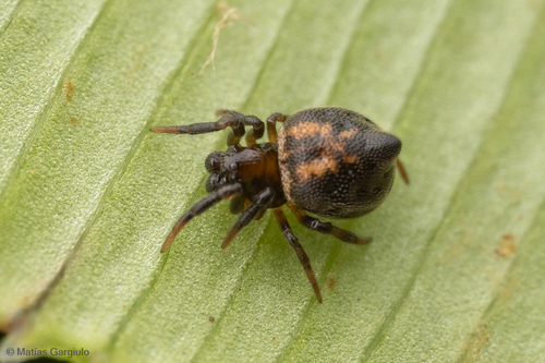 (Phoroncidia scutula)