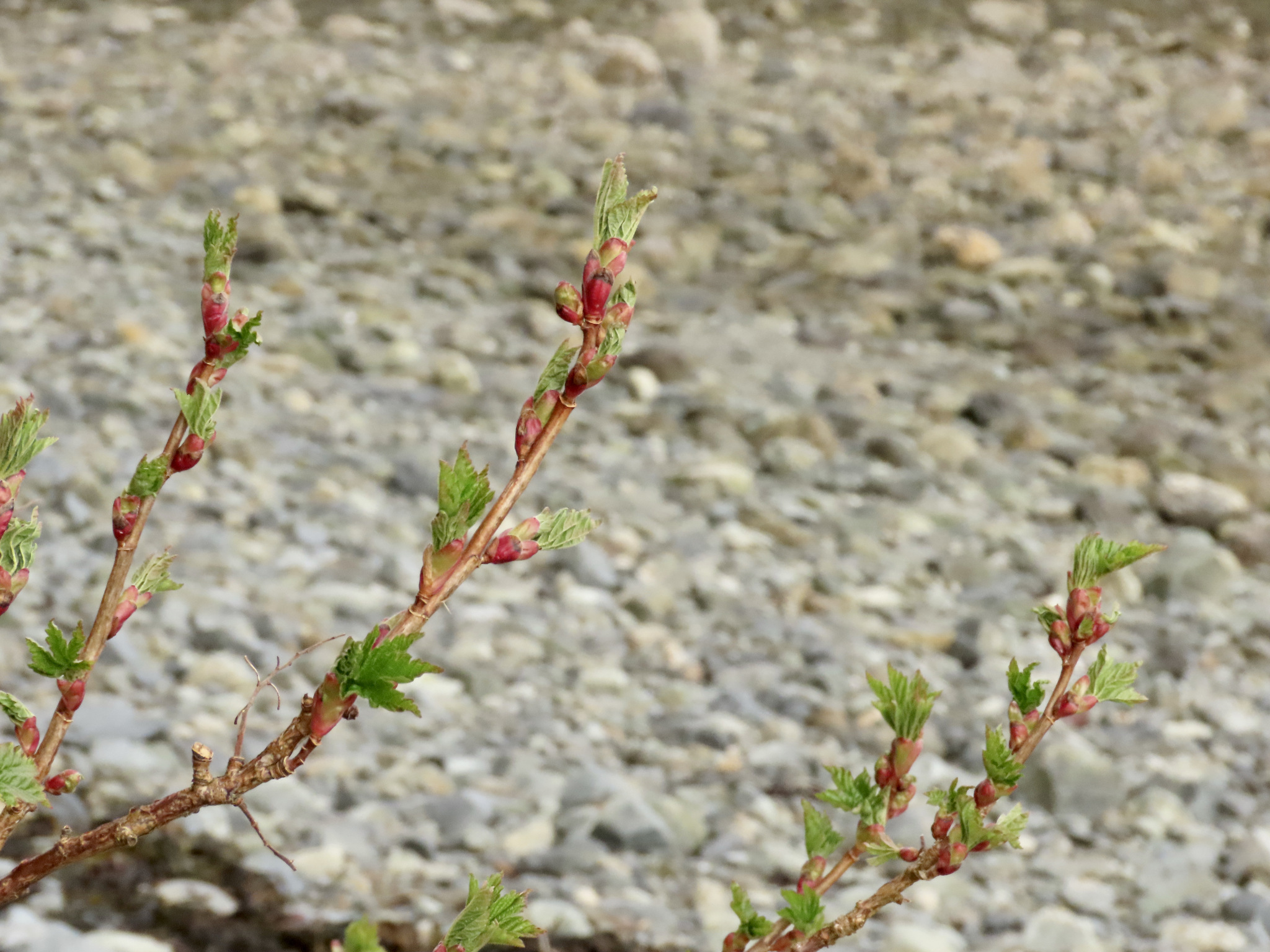 Ribes laxiflorum Pursh