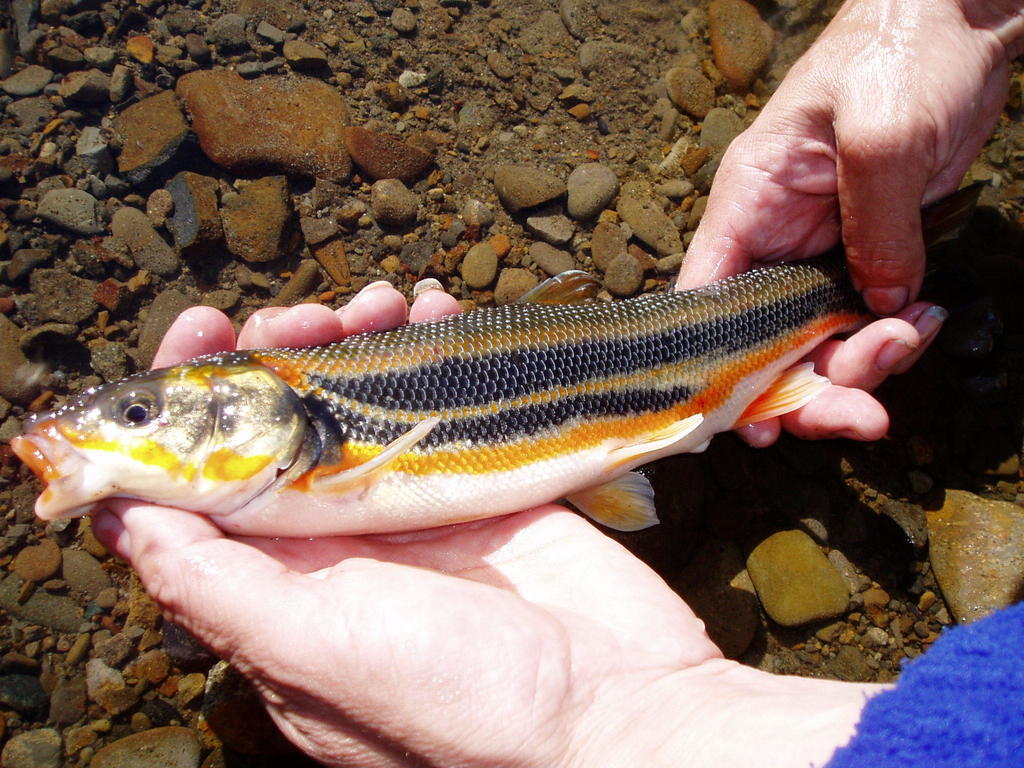 Japanese Dace from Анивский р-н, Сахалинская обл., Россия on June 13 ...