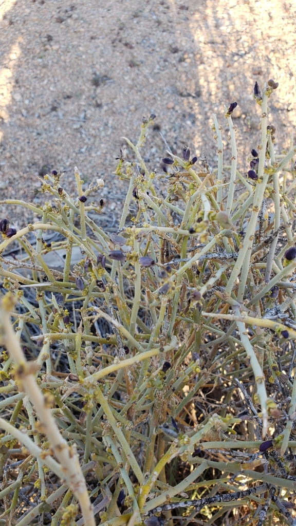 Turpentine Broom from Victorville, CA 92394, USA on March 26, 2022 at ...