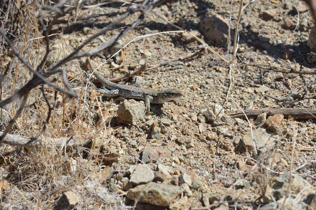 Spotted False Monitor from Atacama, Chile on March 15, 2022 at 12:41 PM ...