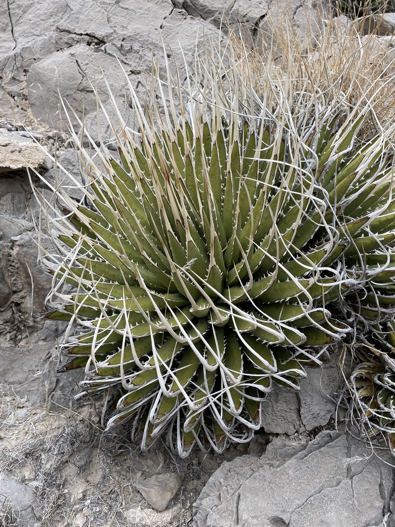 Ivory-spined Agave in March 2022 by Matt Berger · iNaturalist
