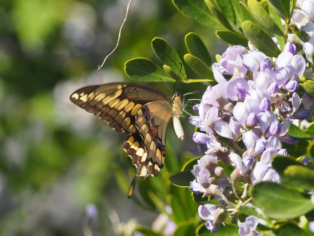 New World Giant Swallowtails and Allies from Lake Corpus Christi State ...