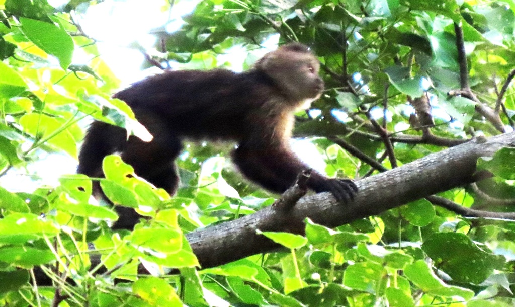 brown weeper capuchin (Cebus brunneus) - Know Your Mammals