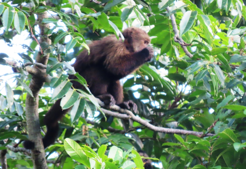 brown weeper capuchin (Cebus brunneus) - Know Your Mammals