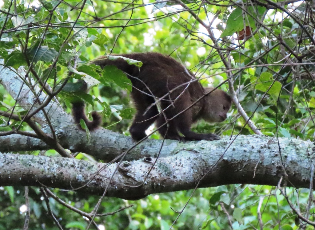 brown weeper capuchin (Cebus brunneus) - Know Your Mammals