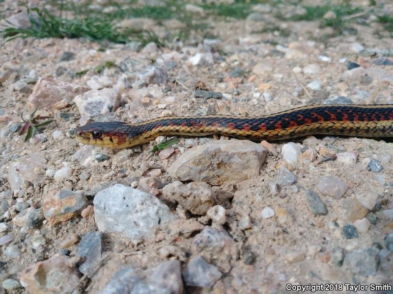 Valley Garter Snake in March 2018 by Taylor · iNaturalist