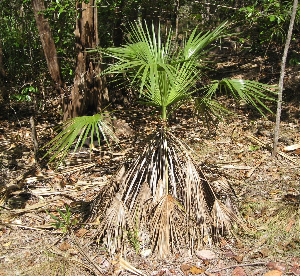 Sand Palm (Livistona humilis) - Botanical Realm