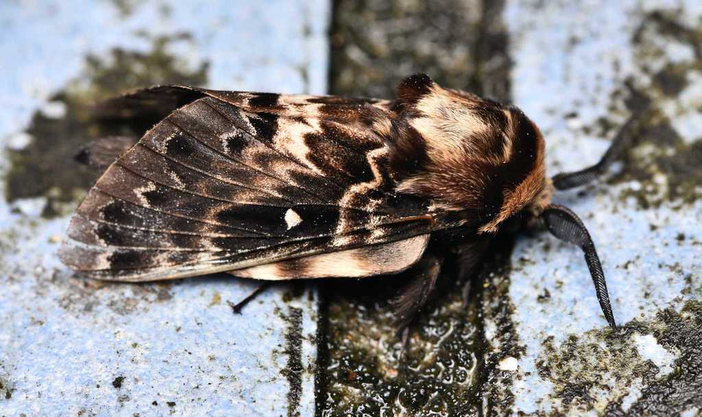 Pyrosis from 中国广西壮族自治区南宁市 on March 27, 2022 at 12:50 PM by Shiwan Lu ...