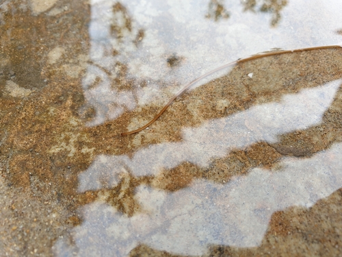Class Nectonematoida · iNaturalist