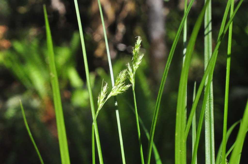 slender-footed sedge (Camano Island St Pk-All Species) · iNaturalist