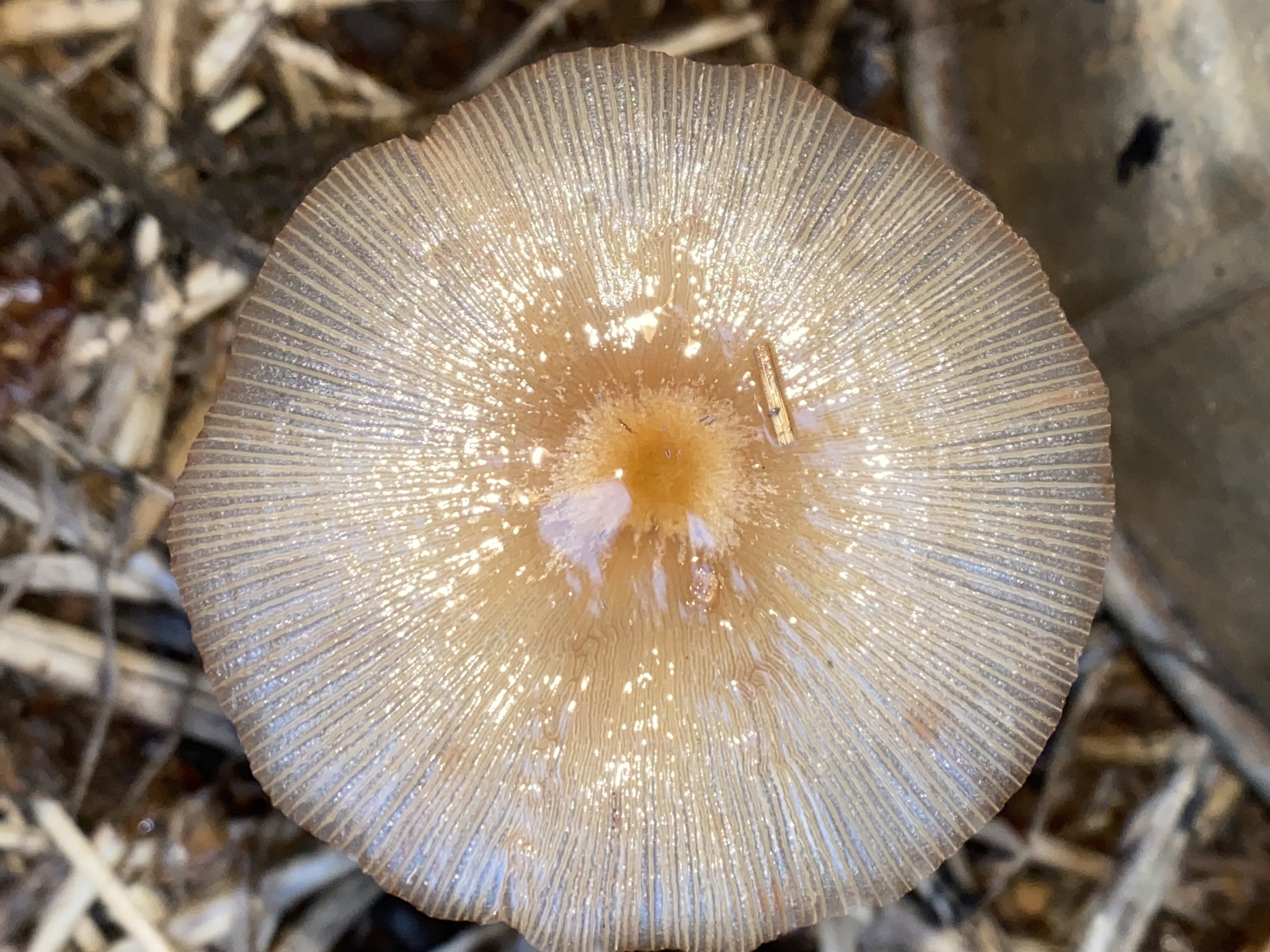 Bolbitius coprophilus (Peck) Hongo