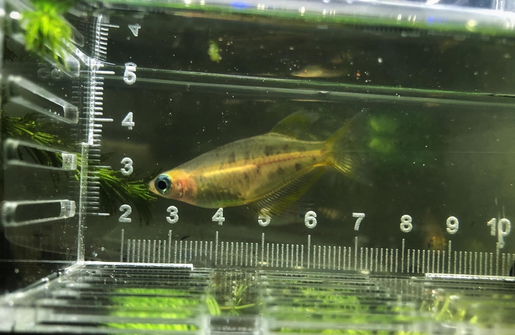 (Oryzias profundicola) - Marine Life Identification