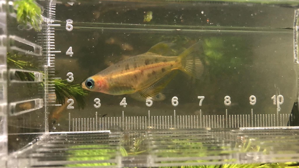 (Oryzias profundicola) - Marine Life Identification
