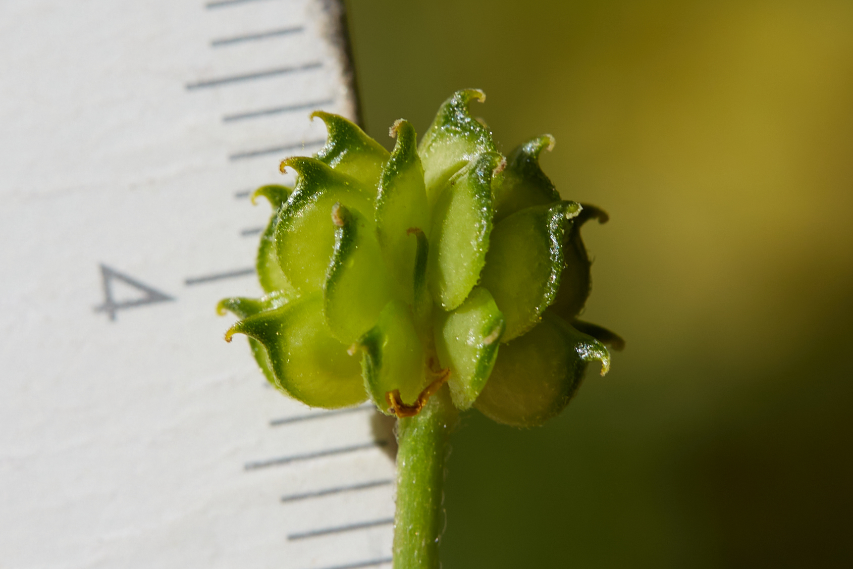 Ranunculus canus Benth.