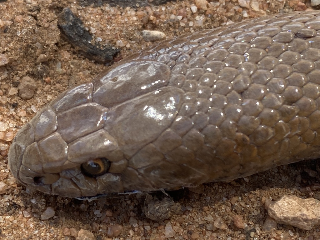 Western Brown Snake from Wudinna Memorial Cemetery, Wudinna, SA, AU on ...
