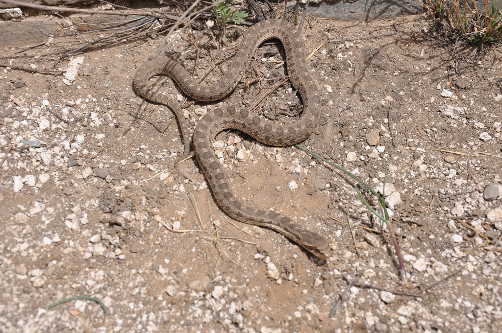 Père David's Ratsnake from 中国北京市延庆区 on May 1, 2011 at 10:45 AM by Scott ...